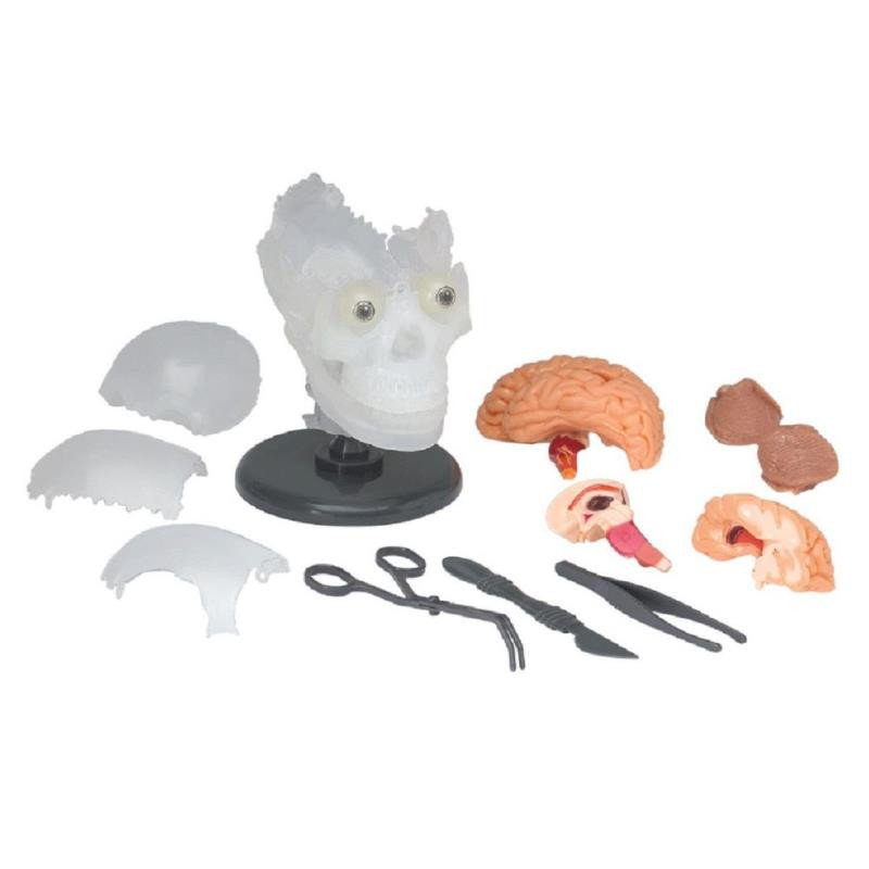 Smart Lab Toys - The Amazing Squishy Brain - Afterpay