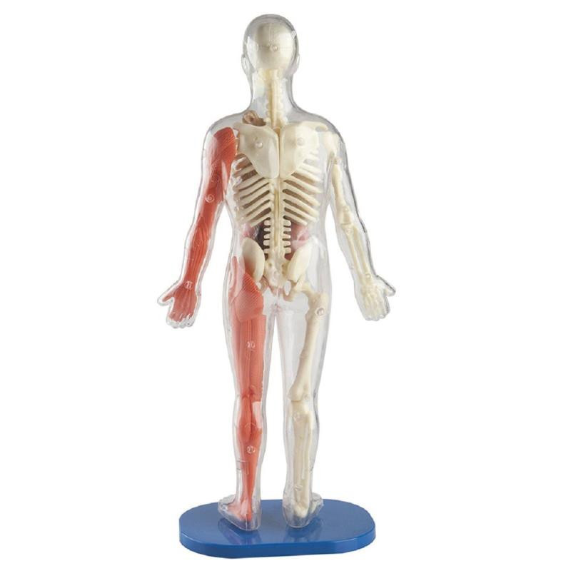 Smart Lab Toys - Squishy Human Body - Afterpay Available!