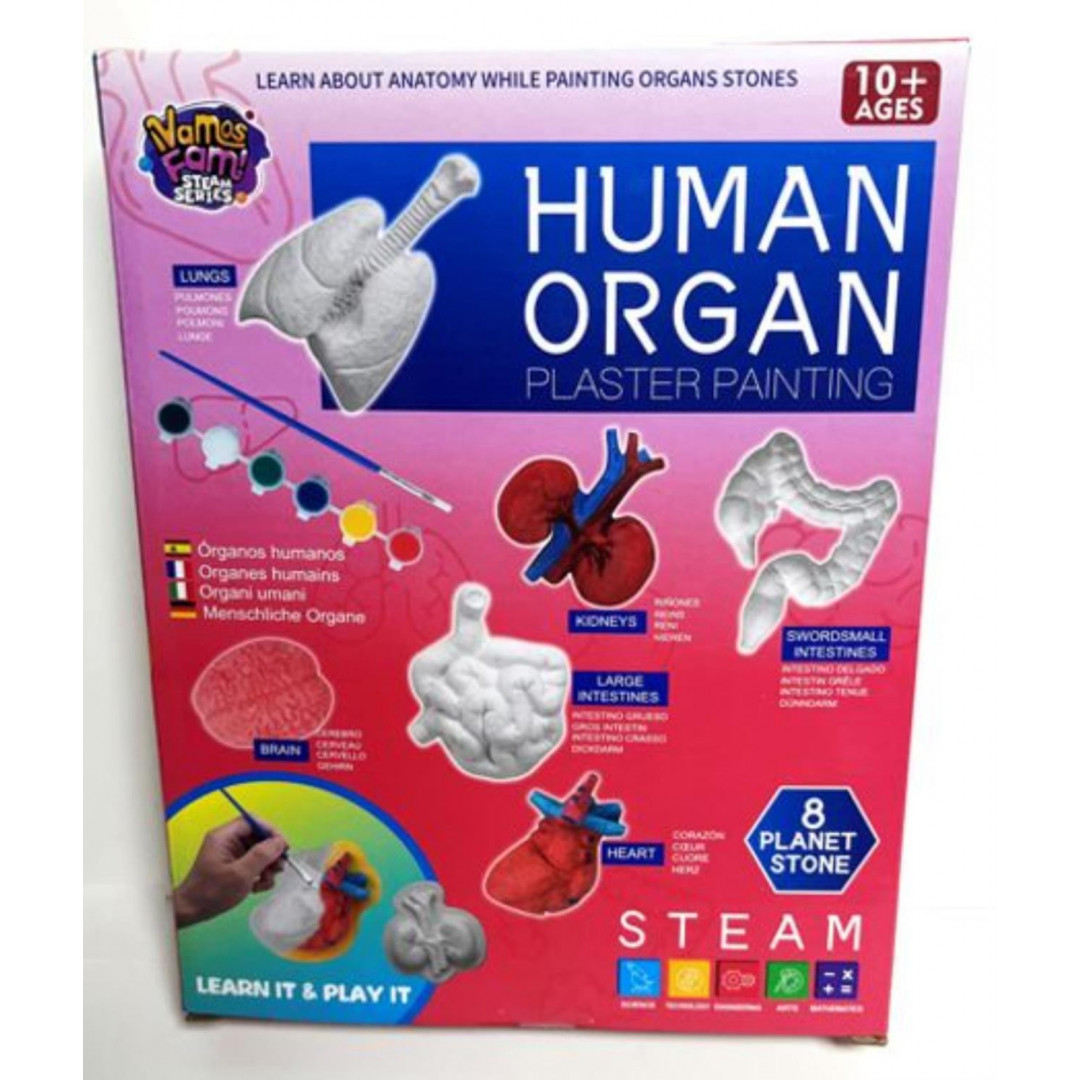 Paint Your Own Human Organs - Afterpay Available!