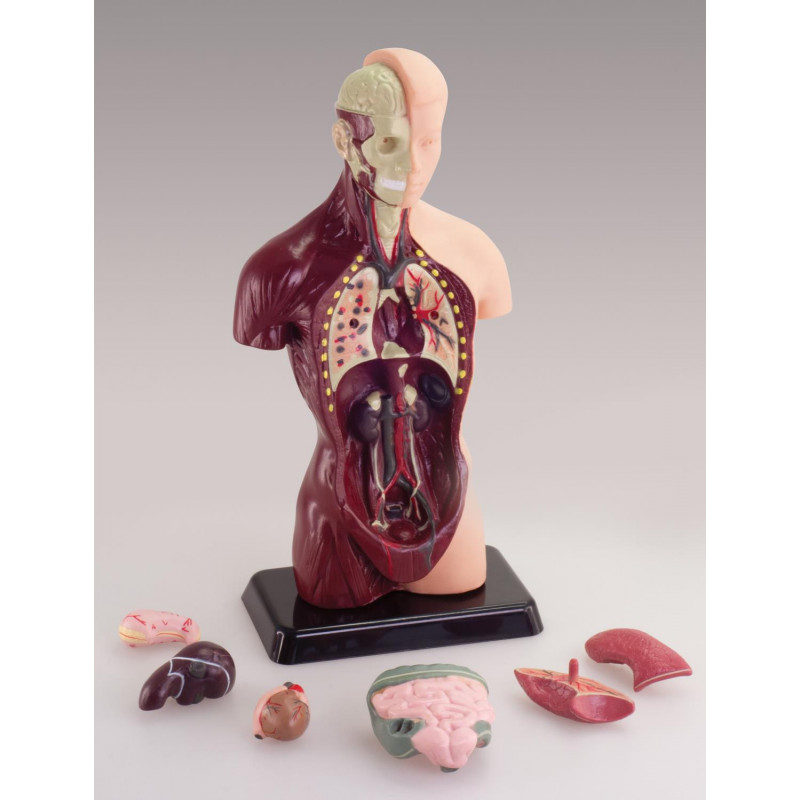 Australian Geographic - Human Anatomy Model 27cm 8 Pieces