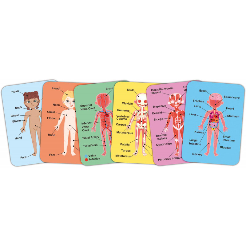 Human Body Magnetic Puzzle - Afterpay Available!